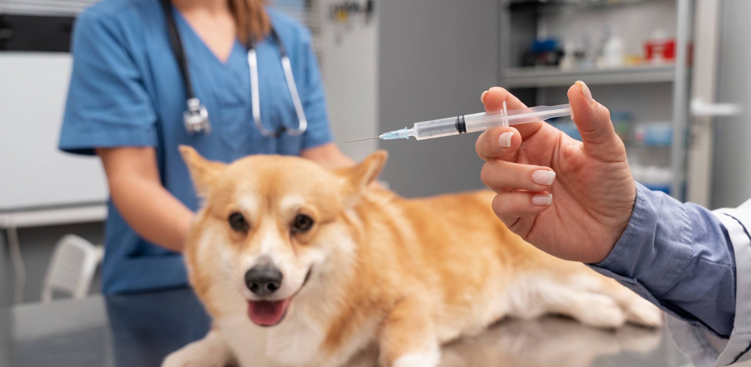 Vaccinations - Canitas Veterinaria